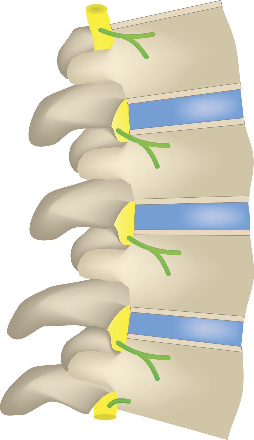 Lumbar Medial Branch Block | Synergy Health Partners